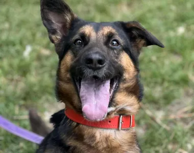 Schronisko Na Paluchu