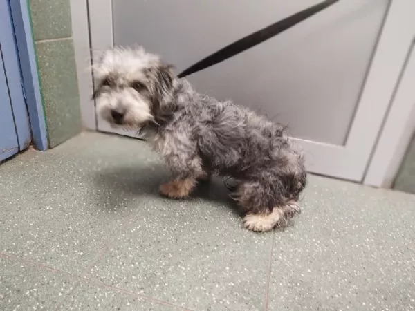 Schronisko Na Paluchu